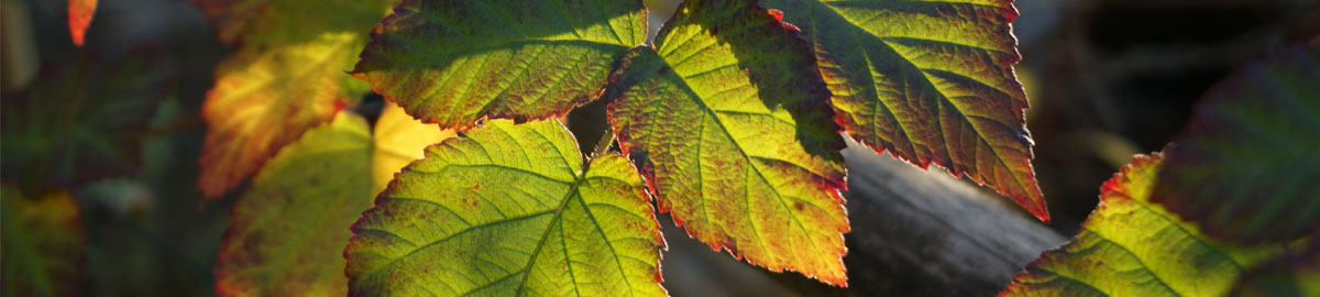 Christian Wagner Gesellschaft » Lyrik & Jazz – CD-Release und ...